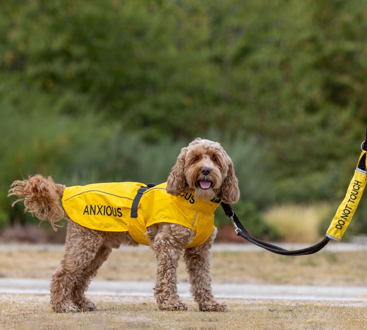 5 ways to calm your nervous dog | My Anxious Dog