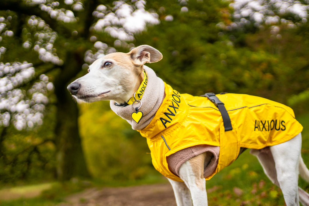 Collars For Nervous Dogs | I Need Space | My Anxious Dog