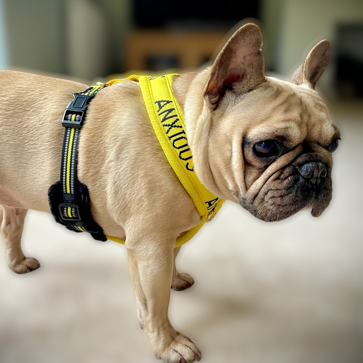 Nervous Dog Harnesses | Yellow Dog Harness | My Anxious Dogy Anxious ...