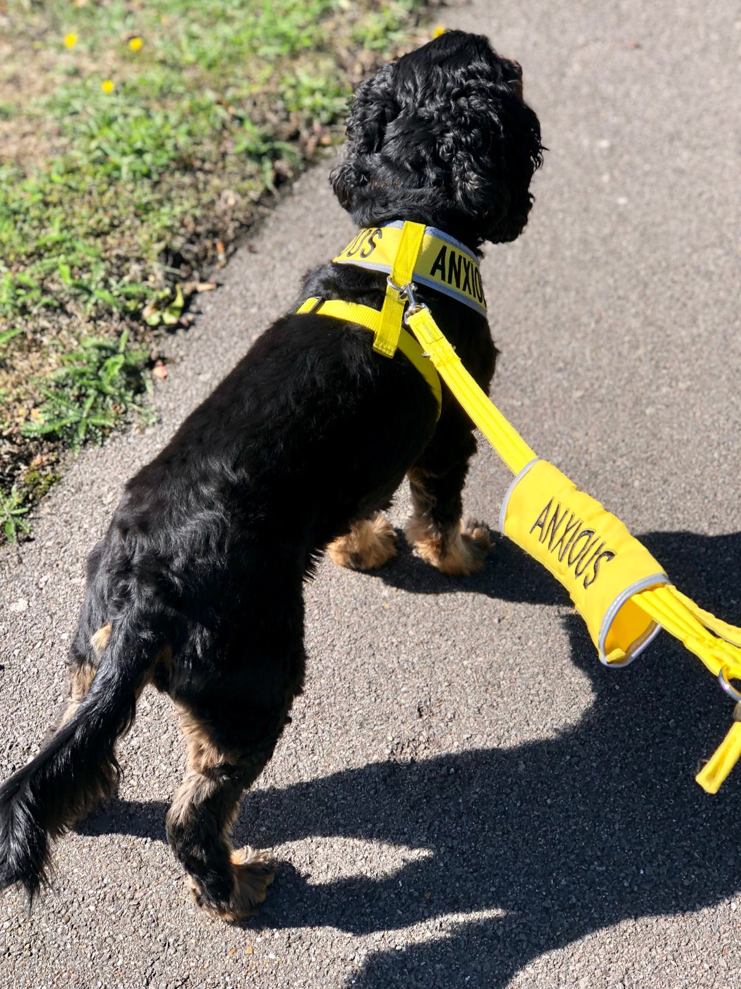 Yellow Double Ended Dog Lead | Durable & Safe | My Anxious Dog