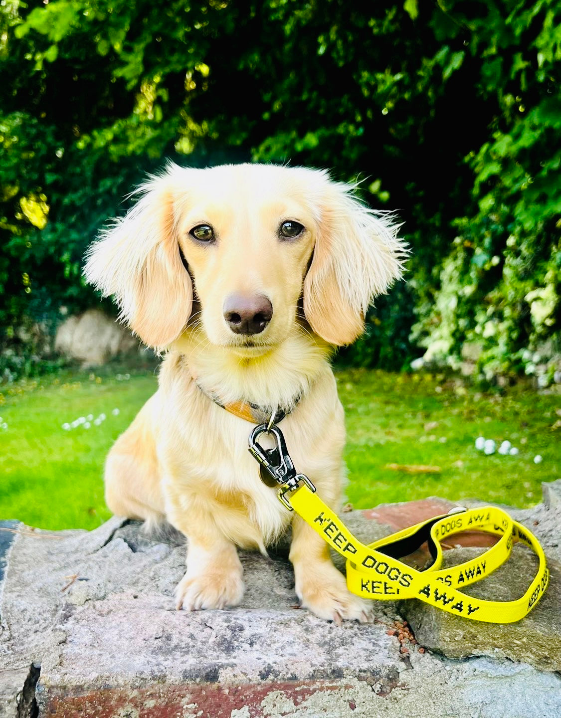 Nervous Dog Harnesses, Leads & Accessories | My Anxious Dog