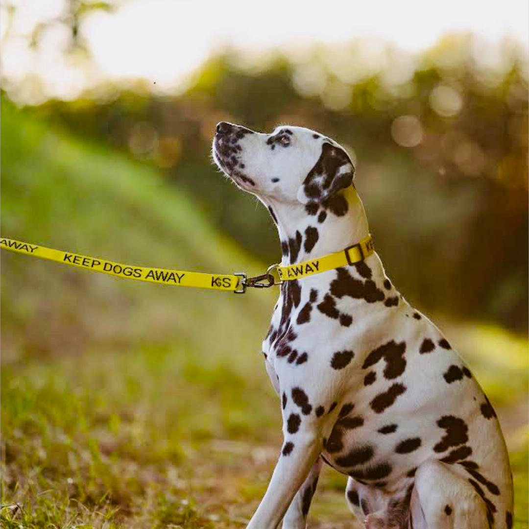 Collars For Nervous Dogs | I Need Space | My Anxious Dog