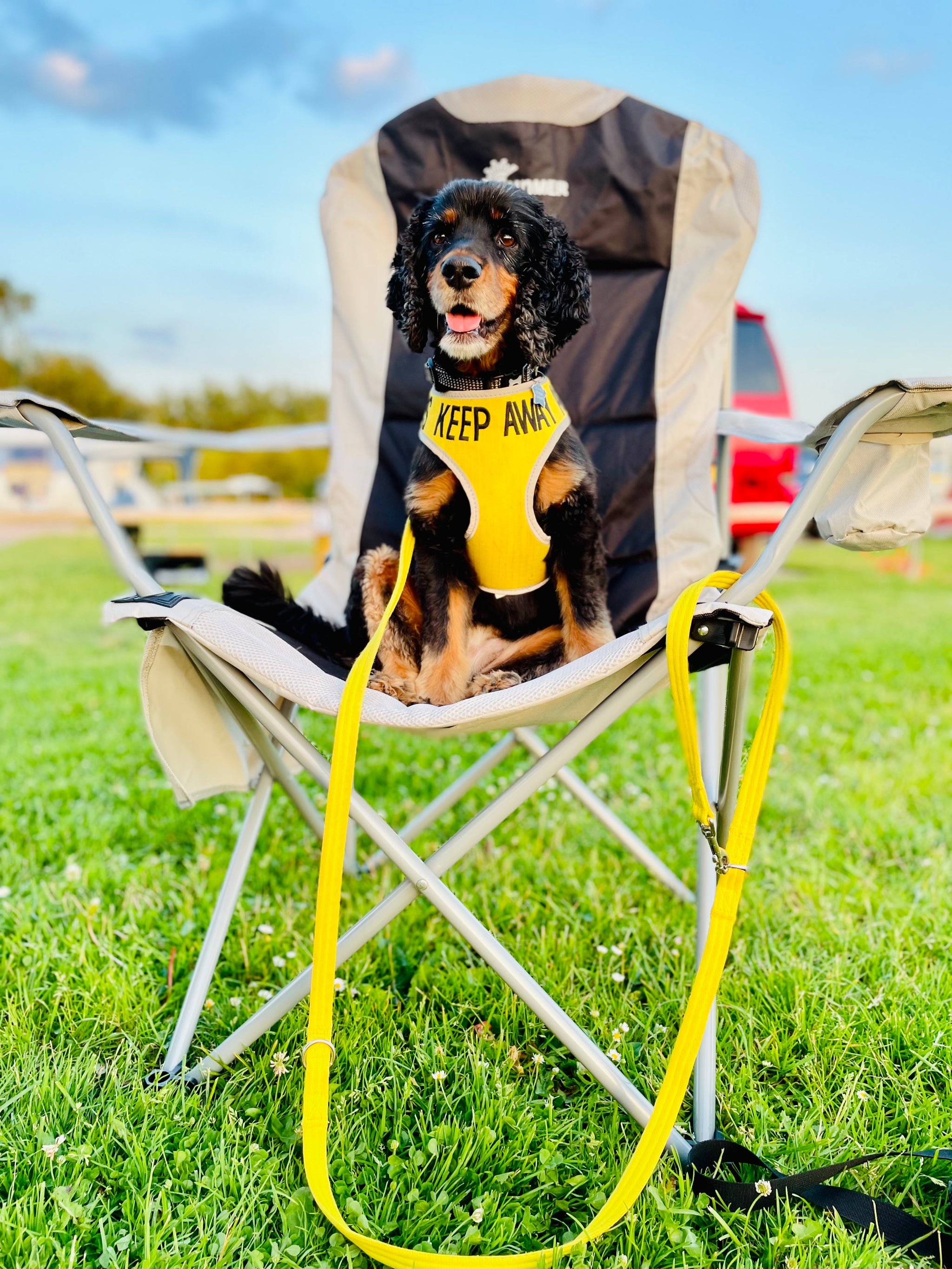 Yellow Double Ended Dog Lead | Durable & Safe | My Anxious Dog