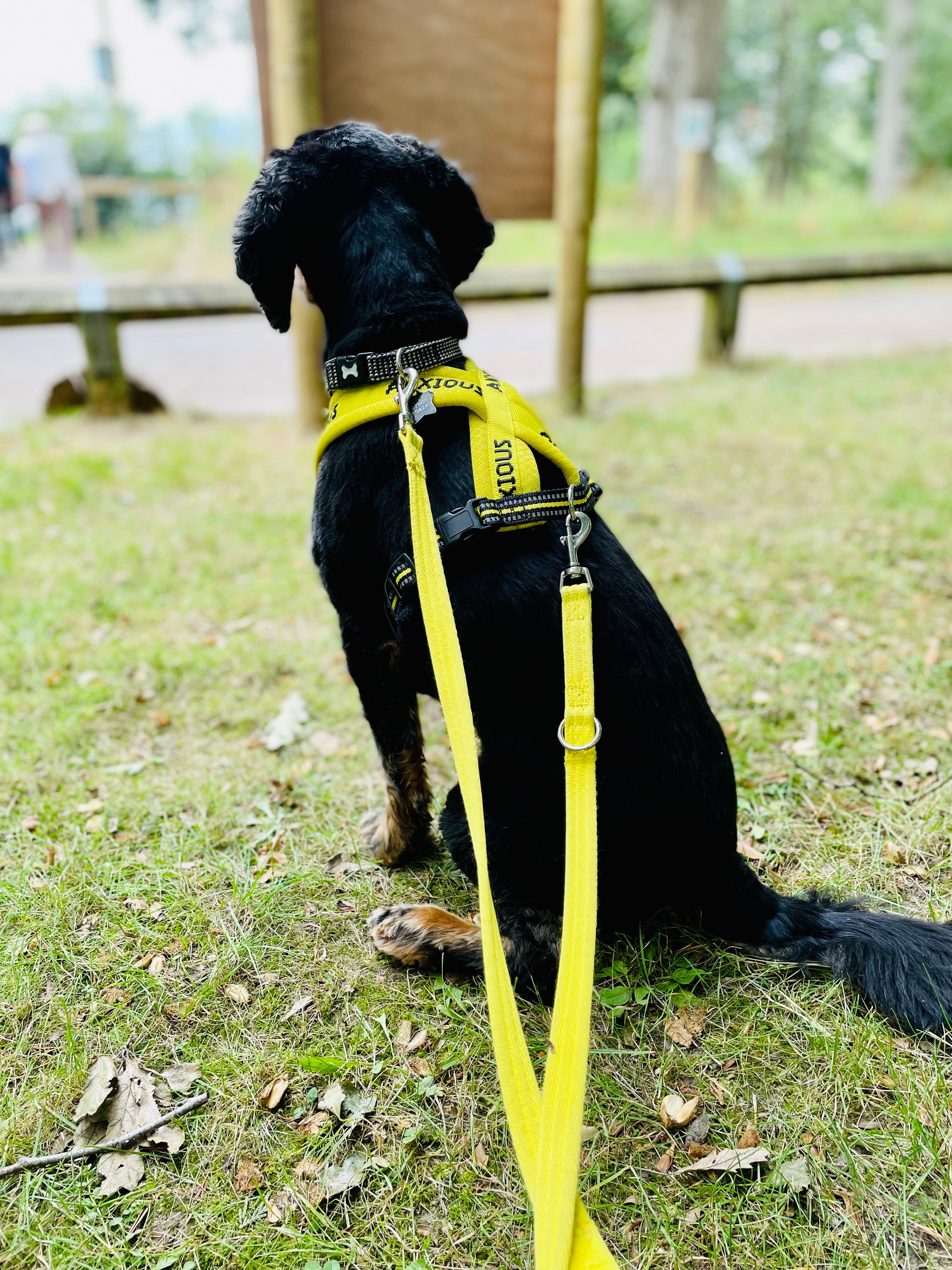 Yellow Double Ended Dog Lead | Durable & Safe | My Anxious Dog
