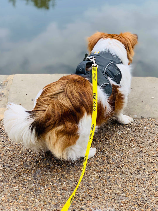 Leads for Nervous Dogs | Yellow Dog Lead | My Anxious Dog